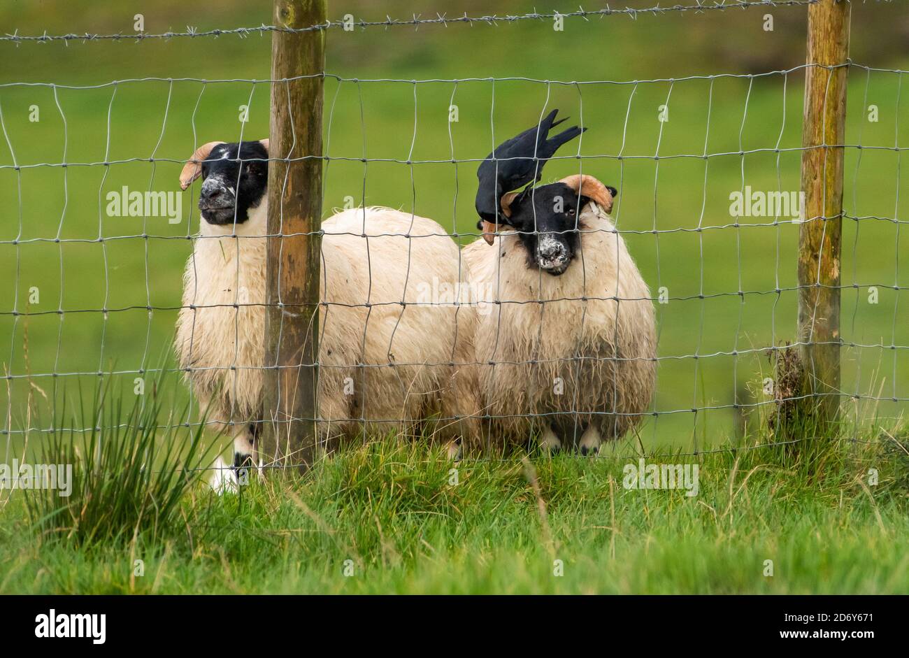 Whitewell, Clitheroe, Lancashire, UK. 20th Oct, 2020. A Jackdaw ...