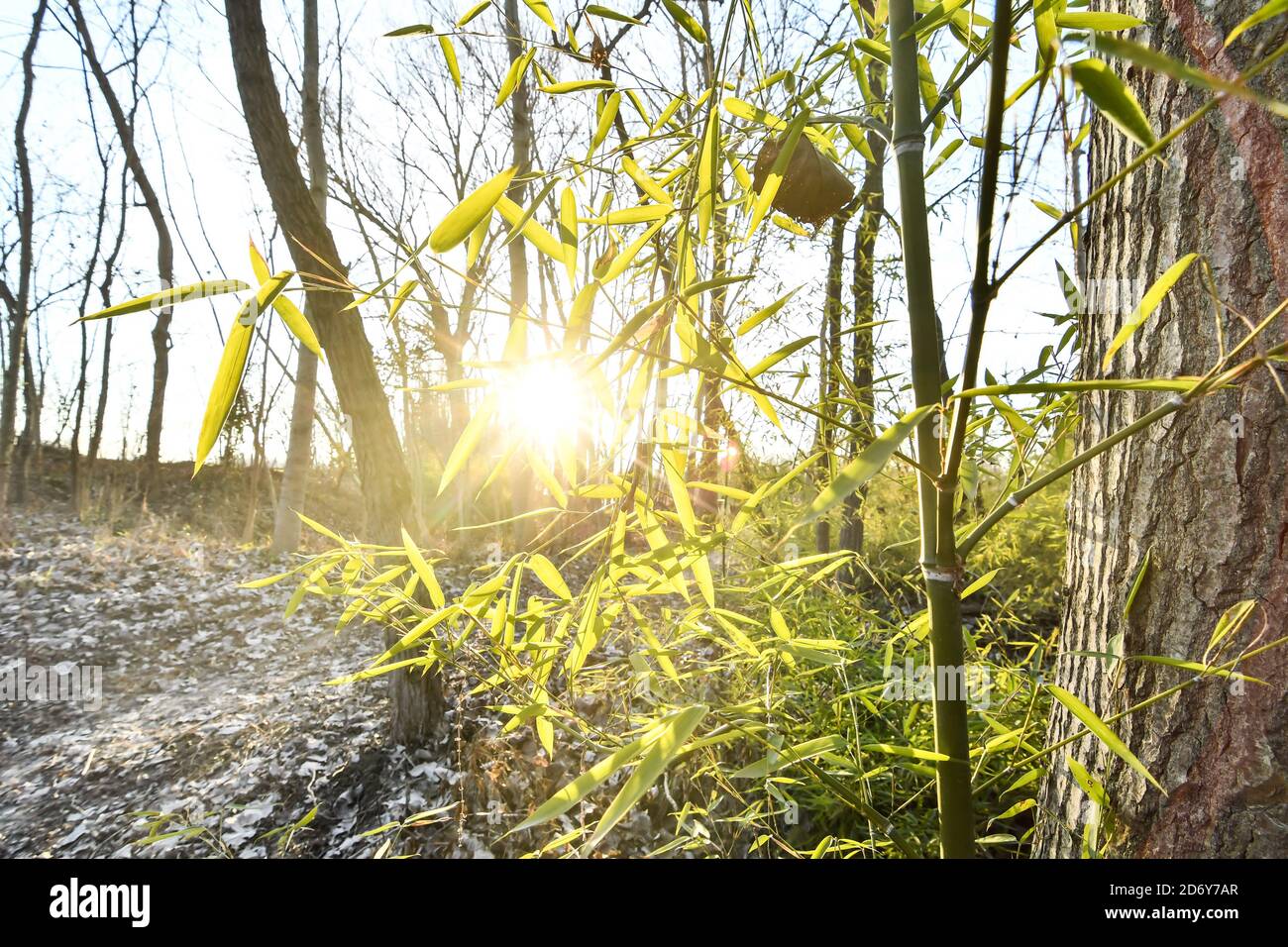 spring in forest, photo as a background Stock Photo - Alamy