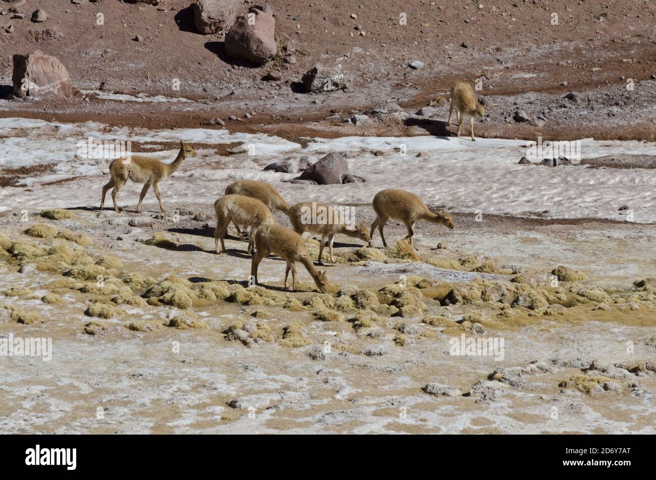Herd of vicunas in the Andes mountain range, Argentina Stock Photo - Alamy