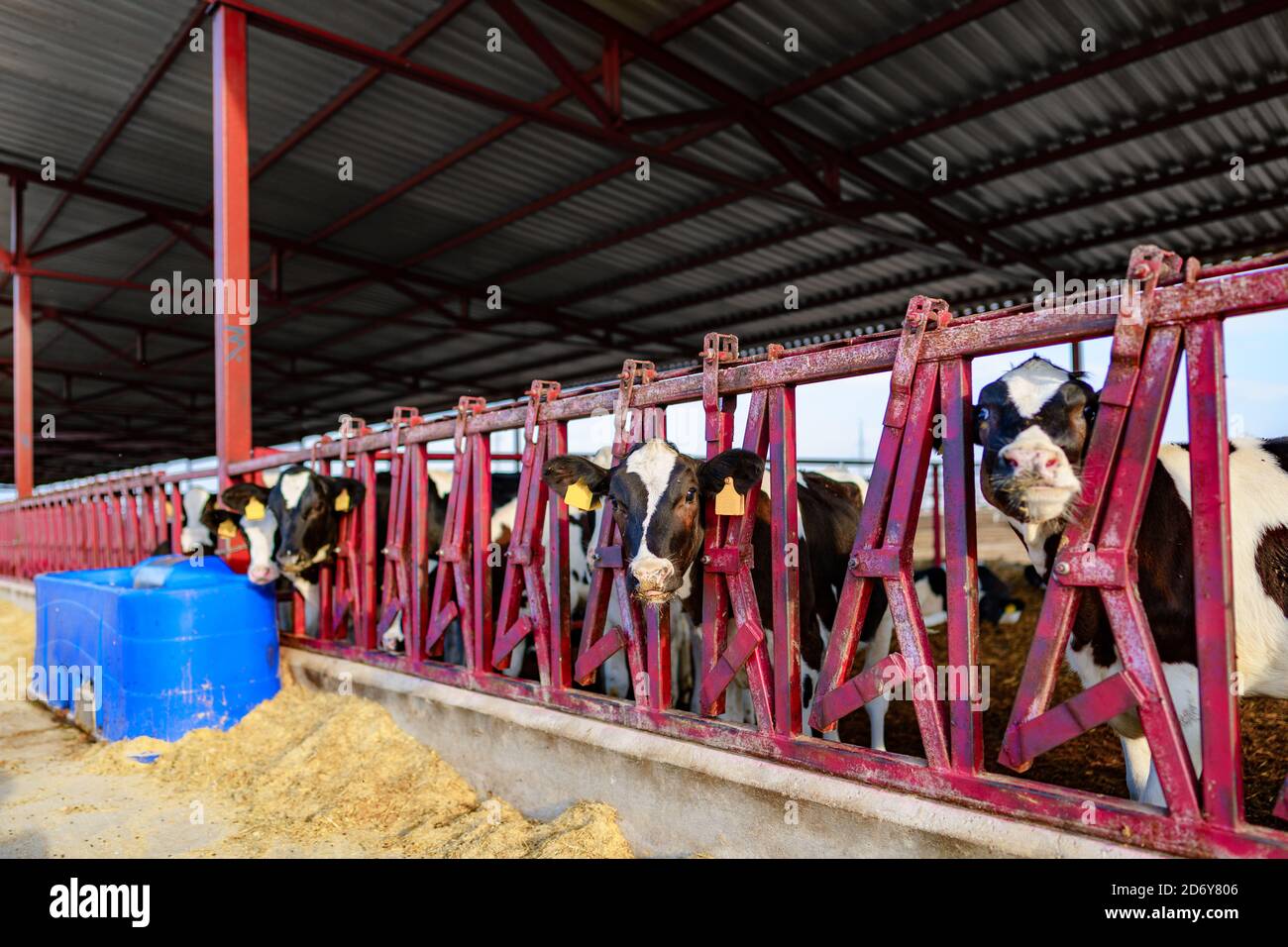 Modern outdoor cowshed with herd of milky cows Stock Photo - Alamy