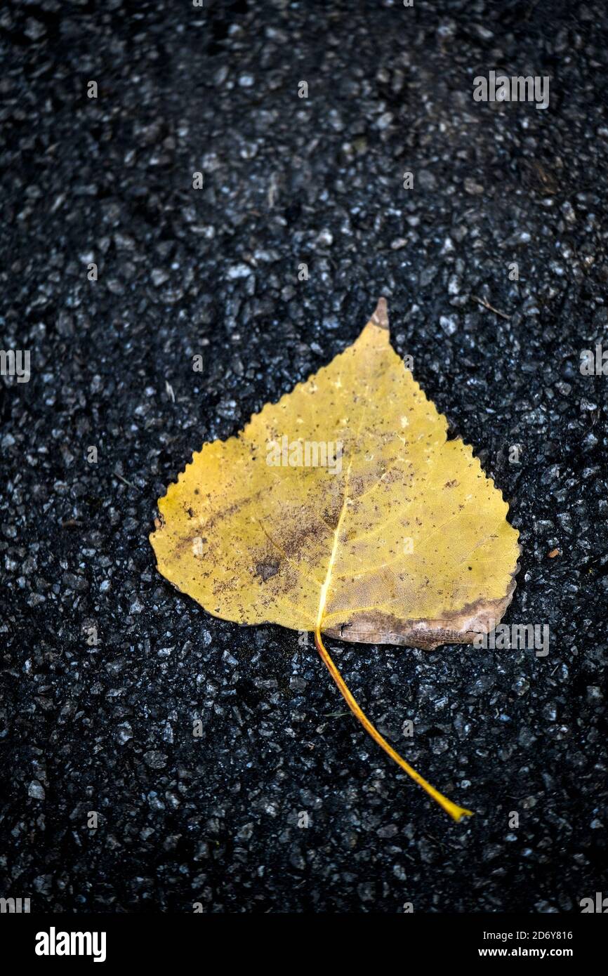 A single Autumn leaf of a Black Poplar tree lying on a path Populus ...