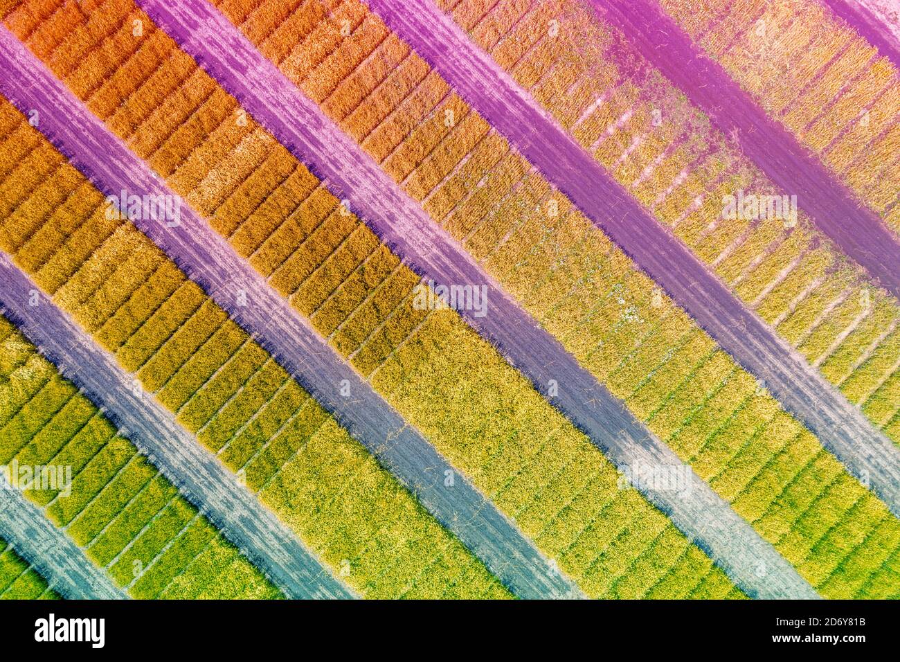 Aerial top view of the colorful geometric wheat fields. Abstract rural ...