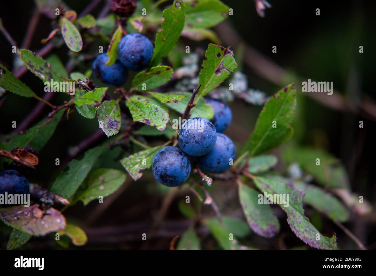 Ripening blue Sloe fruit of the Blackthorn Stock Photo - Alamy