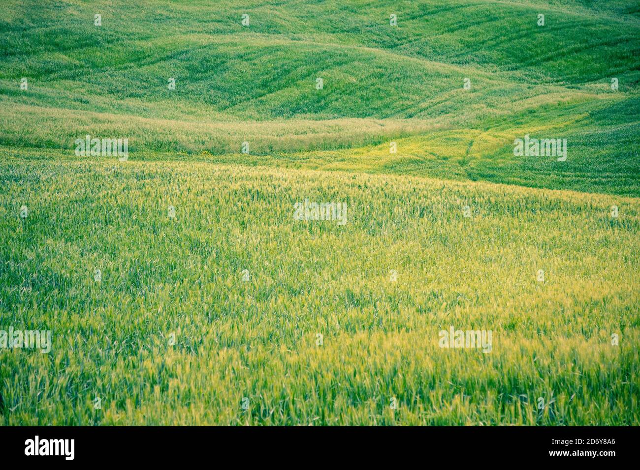 Summer rural landscape. Countryside. Grass texture. Rolling wheat ...