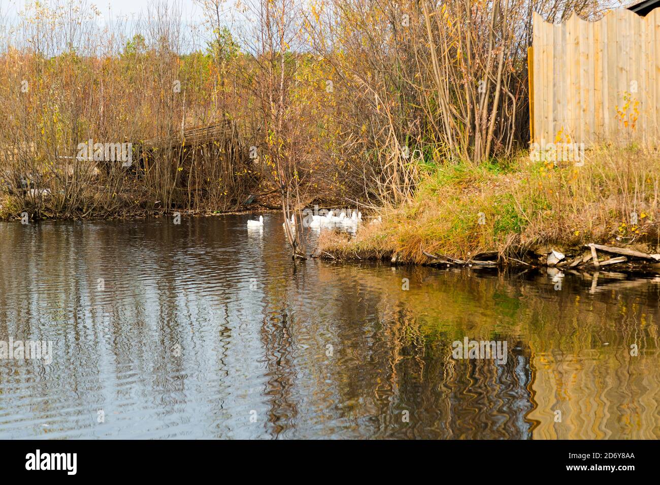 A flock of geese in a forest lake overgrown with bushes Stock Photo - Alamy