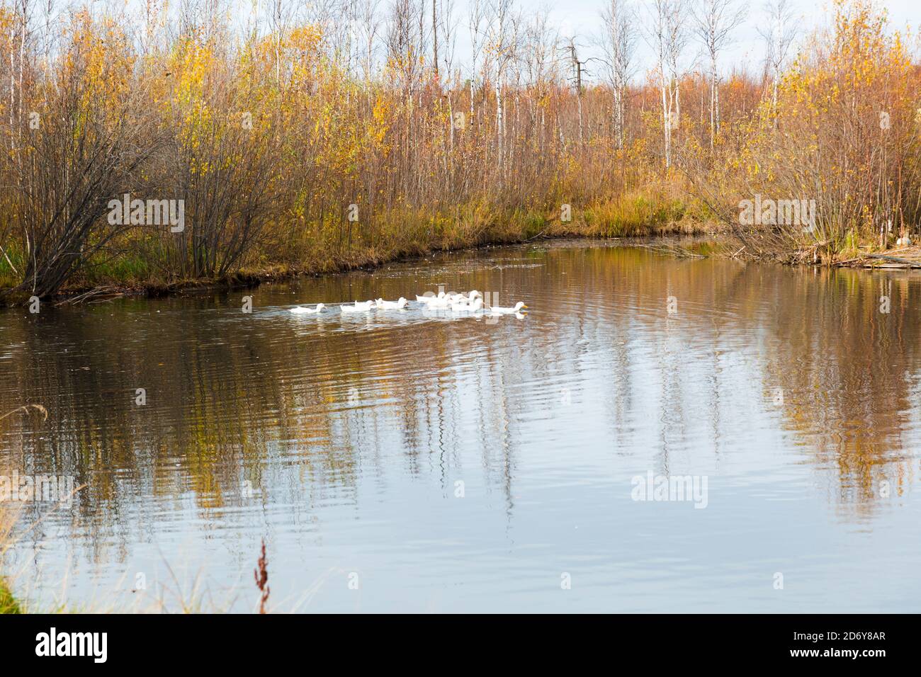 A flock of geese in a forest lake overgrown with bushes Stock Photo - Alamy
