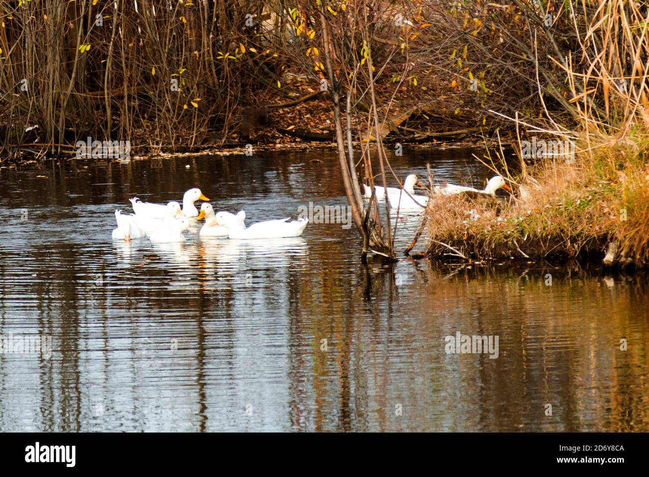 A flock of geese in a forest lake overgrown with bushes Stock Photo - Alamy