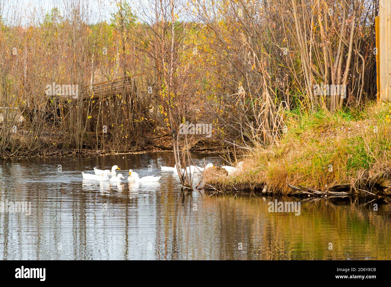 A flock of geese in a forest lake overgrown with bushes Stock Photo - Alamy