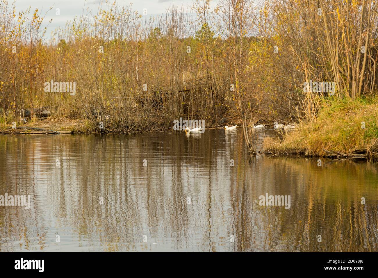 A flock of geese in a forest lake overgrown with bushes Stock Photo - Alamy