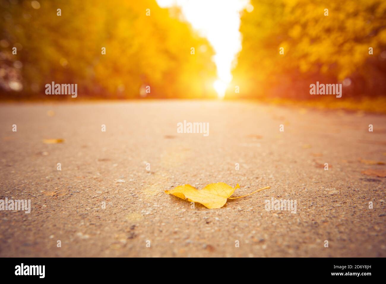 Road on the leaf hi-res stock photography and images - Alamy