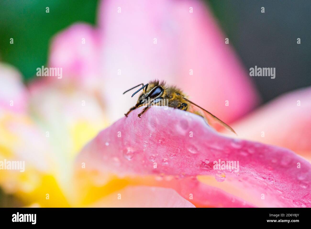 Tired bee resting on a wet flower of pink rose Stock Photo - Alamy