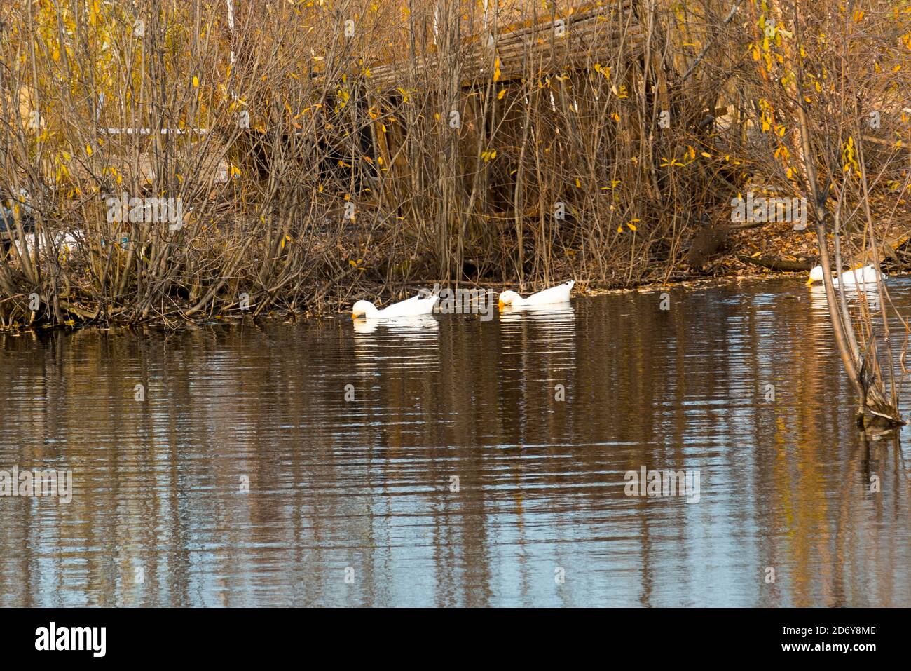 A flock of geese in a forest lake overgrown with bushes Stock Photo - Alamy
