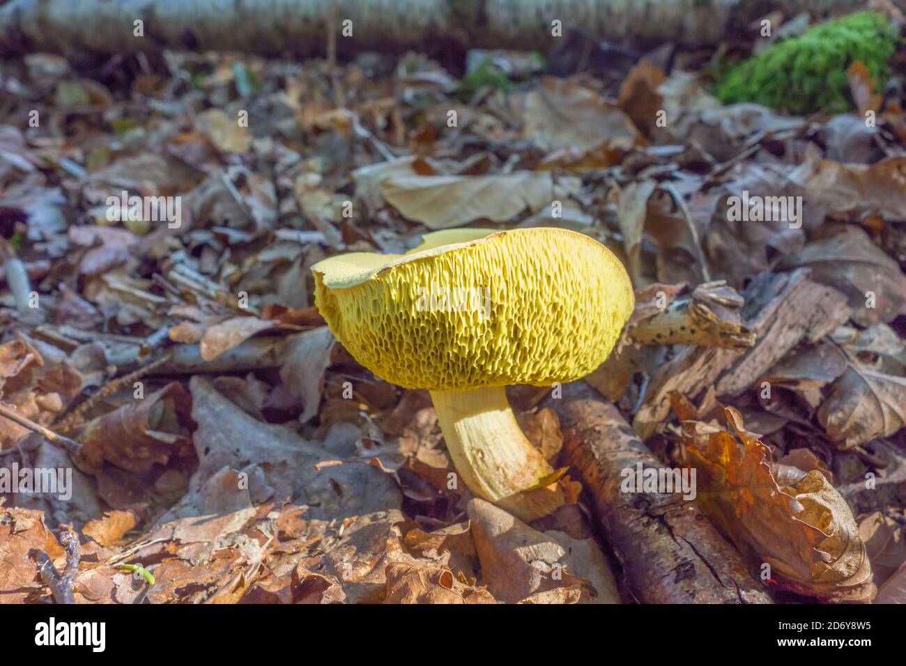 Suede Bolete Boletus subtomentosus (Boletaceae) growing through ...