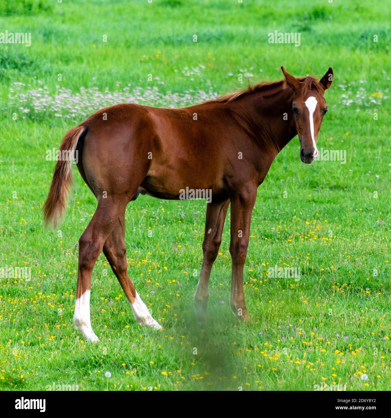 portrait of baby horse in the grass Stock Photo - Alamy