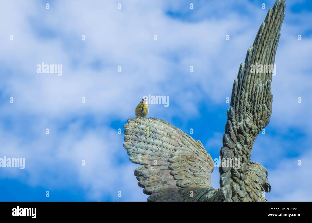 Immature Blue tit (Parus caeruleus) purched on the wing of an Eagal ...