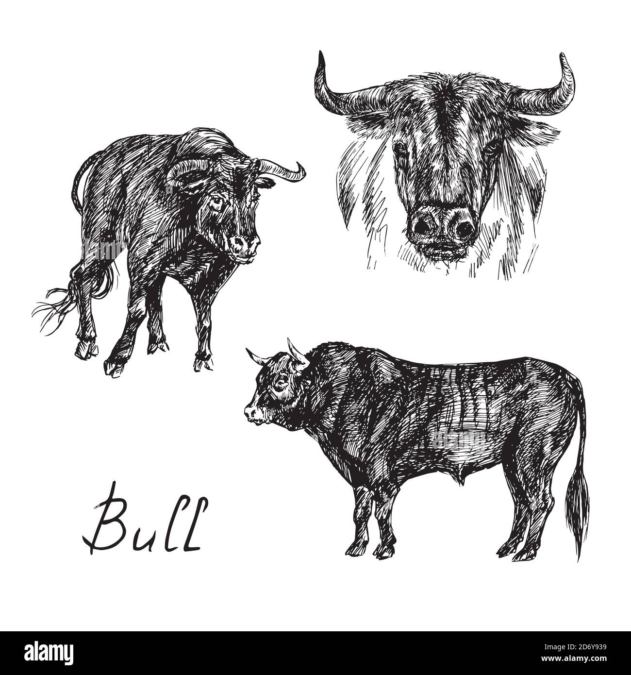 Black bull set, hand drawn ink doodle, sketch, black and white ...