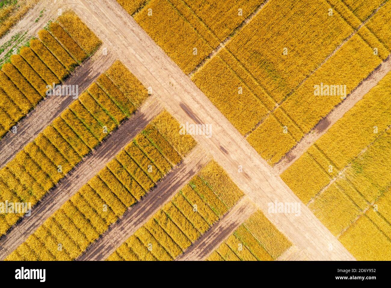 Aerial top view of the colorful geometric wheat fields. Abstract rural ...