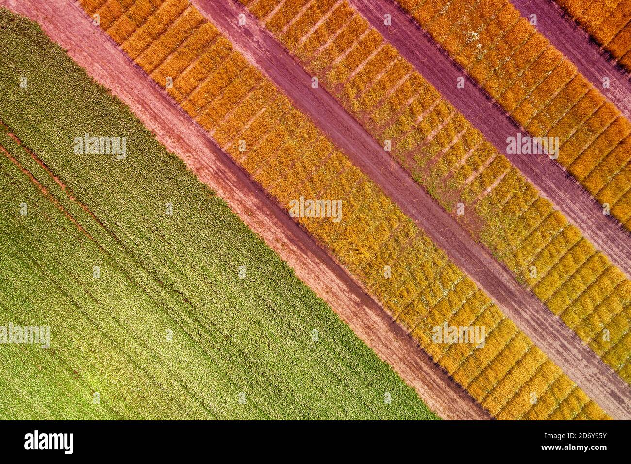 Aerial top view of the colorful geometric wheat fields. Abstract rural ...