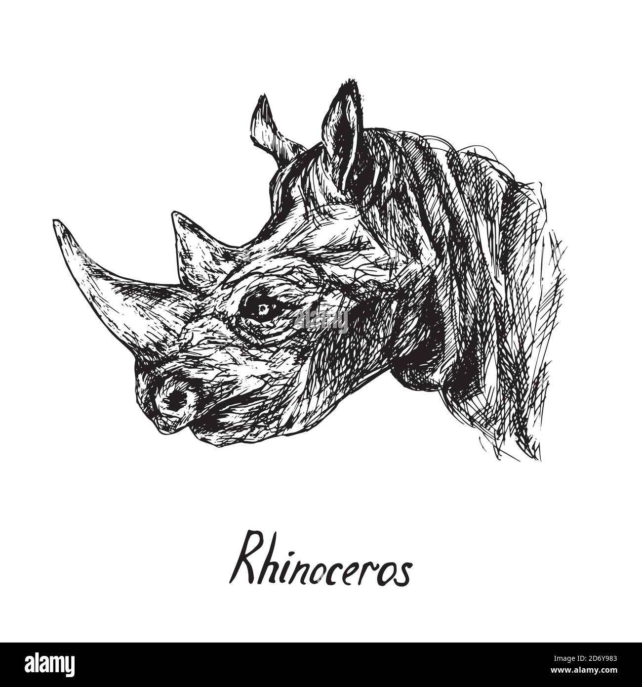 Rhino Drawing Face