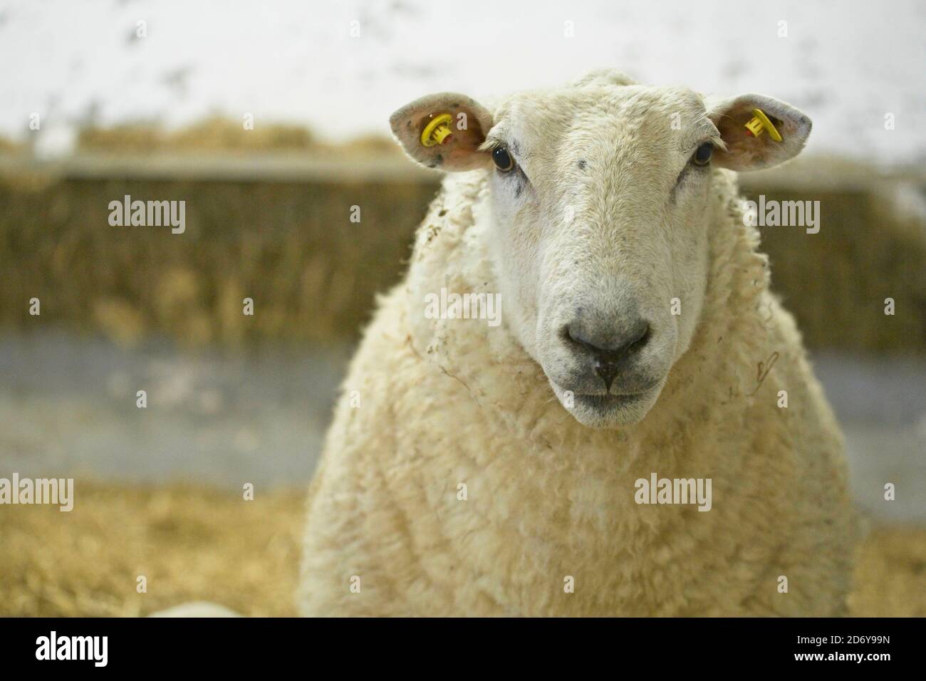 Photograph by David Ruffles Stock Photo - Alamy