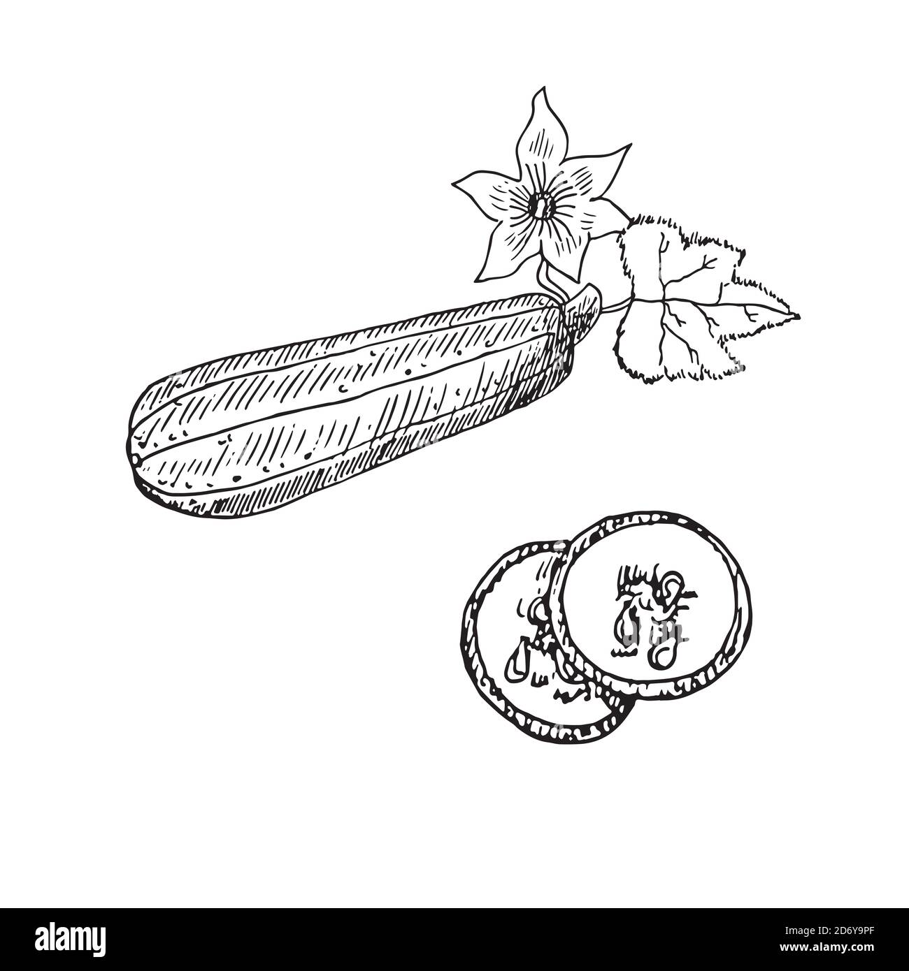 Courgette plant drawing hi-res stock photography and images - Alamy