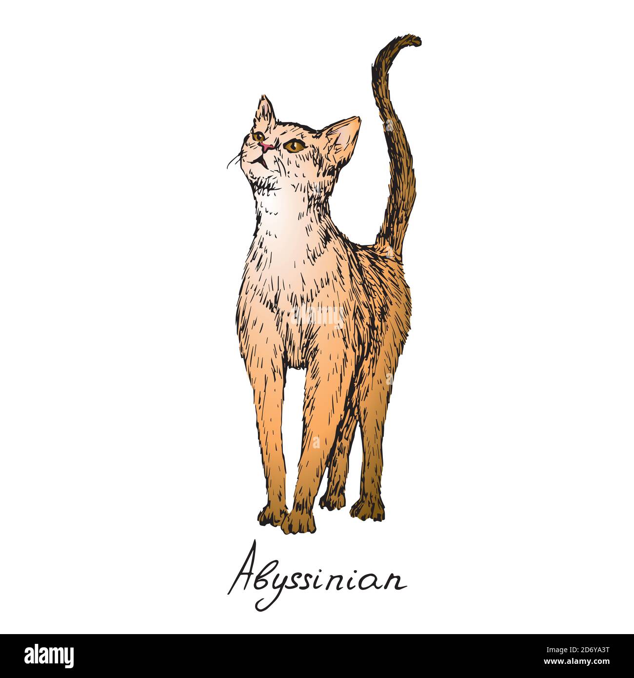 Abyssinian, cat breeds illustration with inscription, hand drawn ...