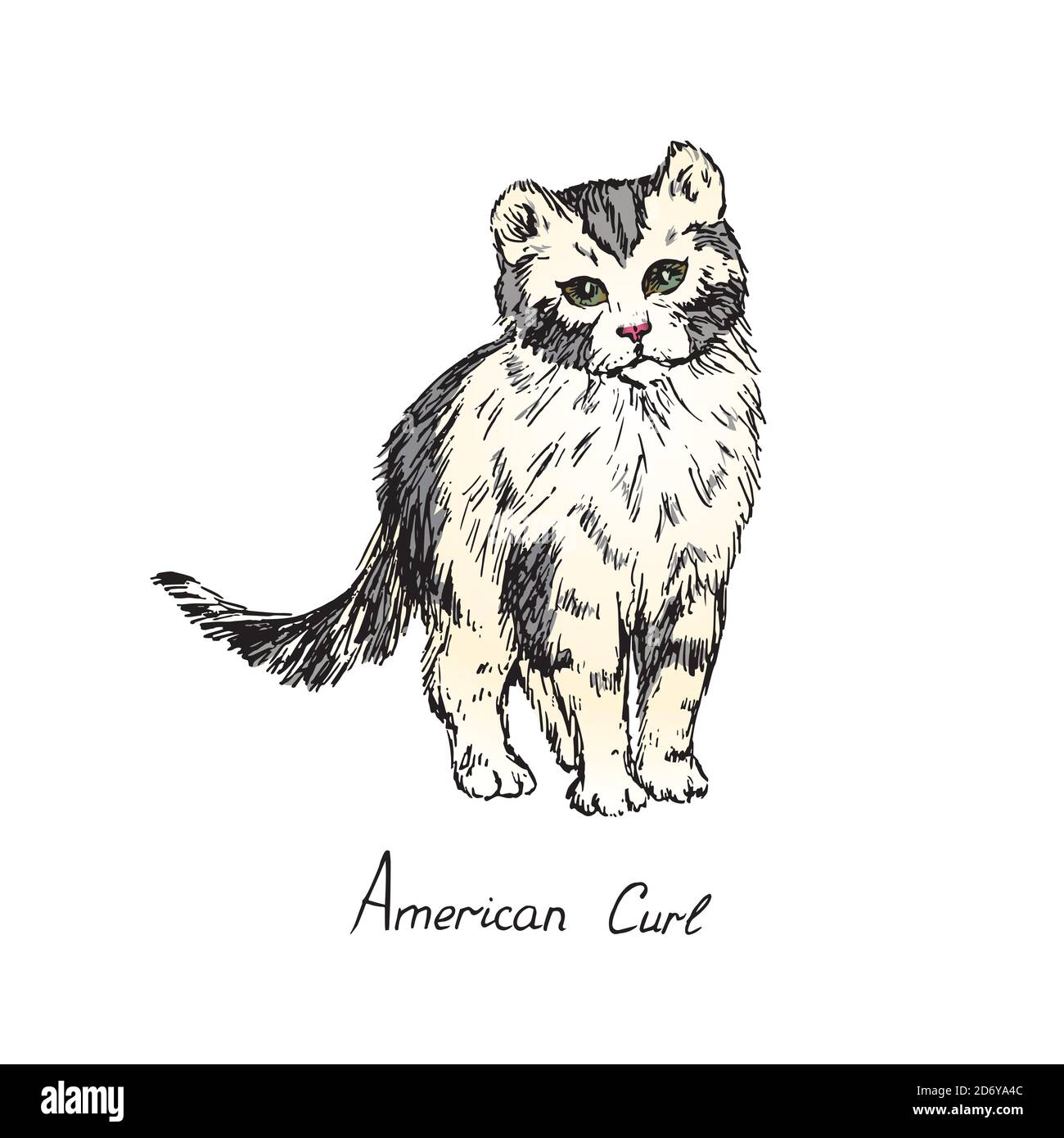 American Curl Cat Drawings American Curl Cat Napping In A Sunbeam