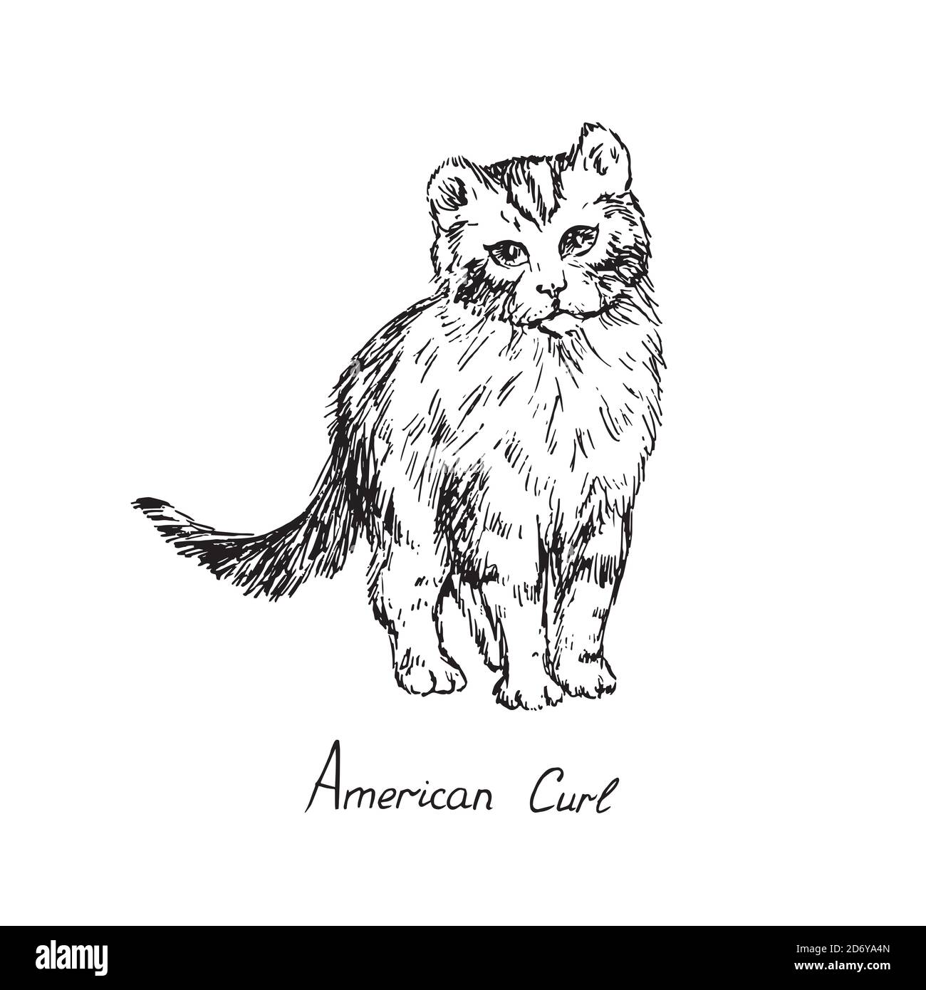 American Curl, cat breeds illustration with inscription, hand drawn ...