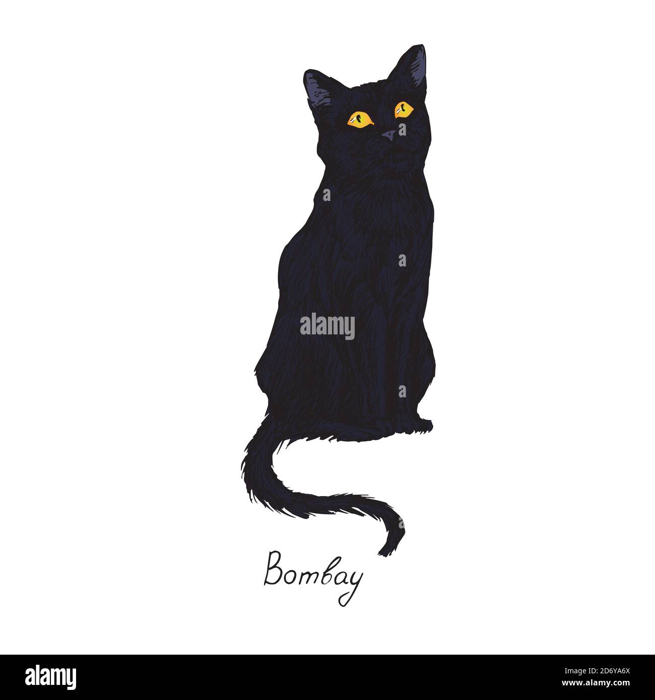 Bombay, cat breeds illustration with inscription, hand drawn colorful ...