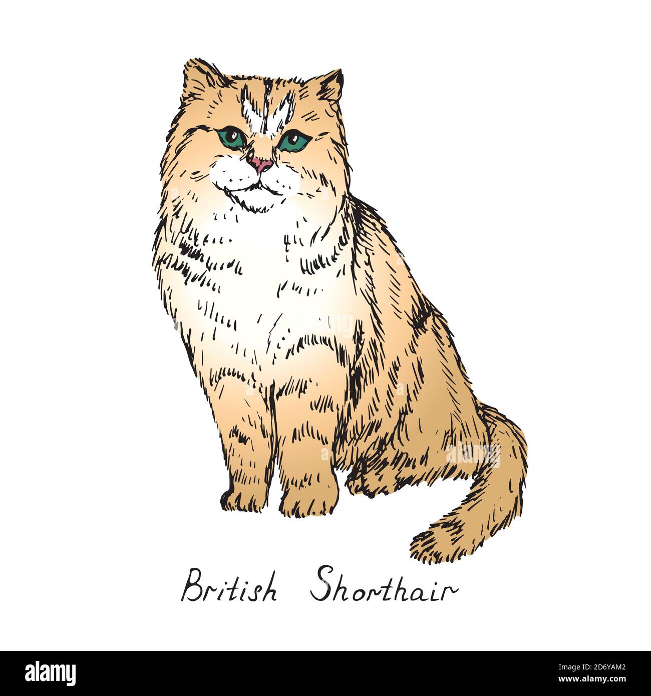 British shorthair, cat breeds illustration with inscription, hand drawn ...
