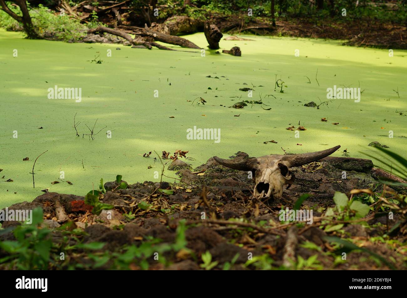 animal skull lying on the ground Stock Photo - Alamy