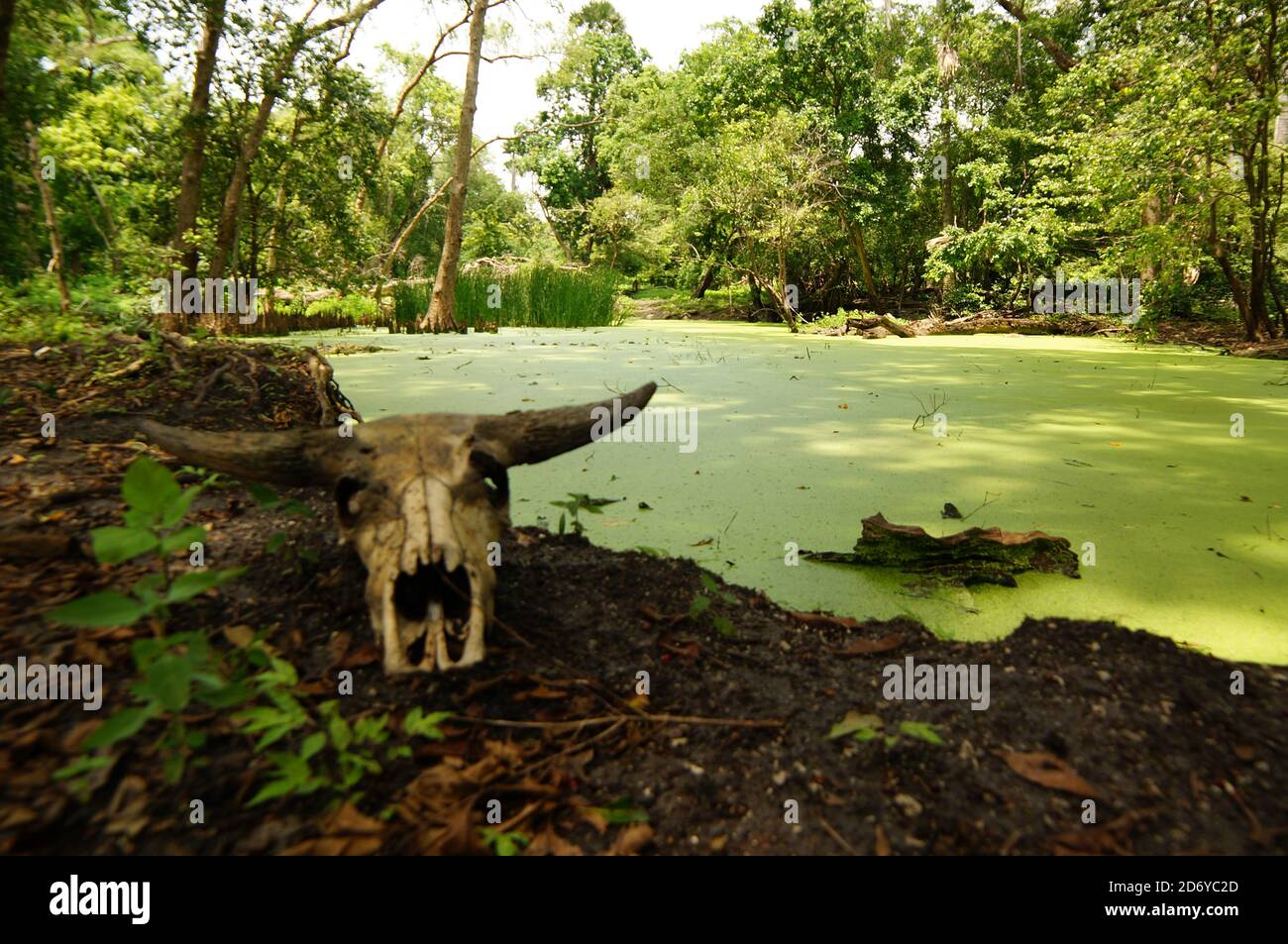 animal skull lying on the ground Stock Photo - Alamy