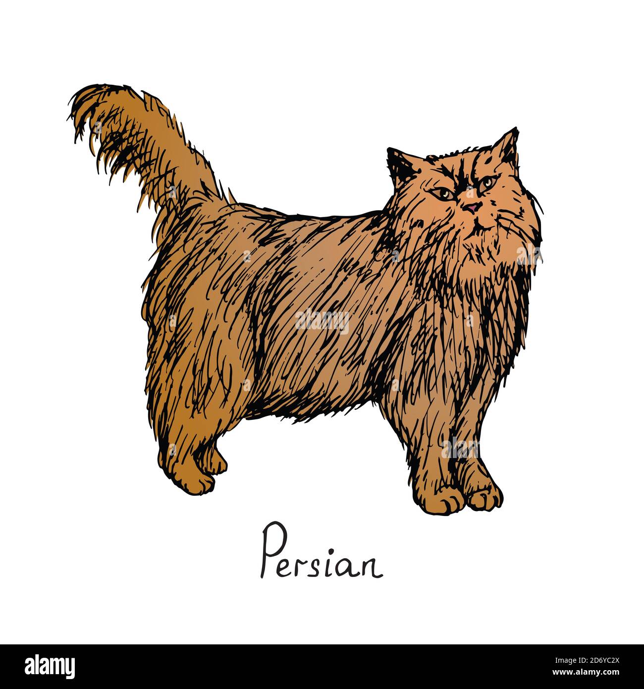 Persian, cat breeds illustration with inscription, hand drawn colorful ...