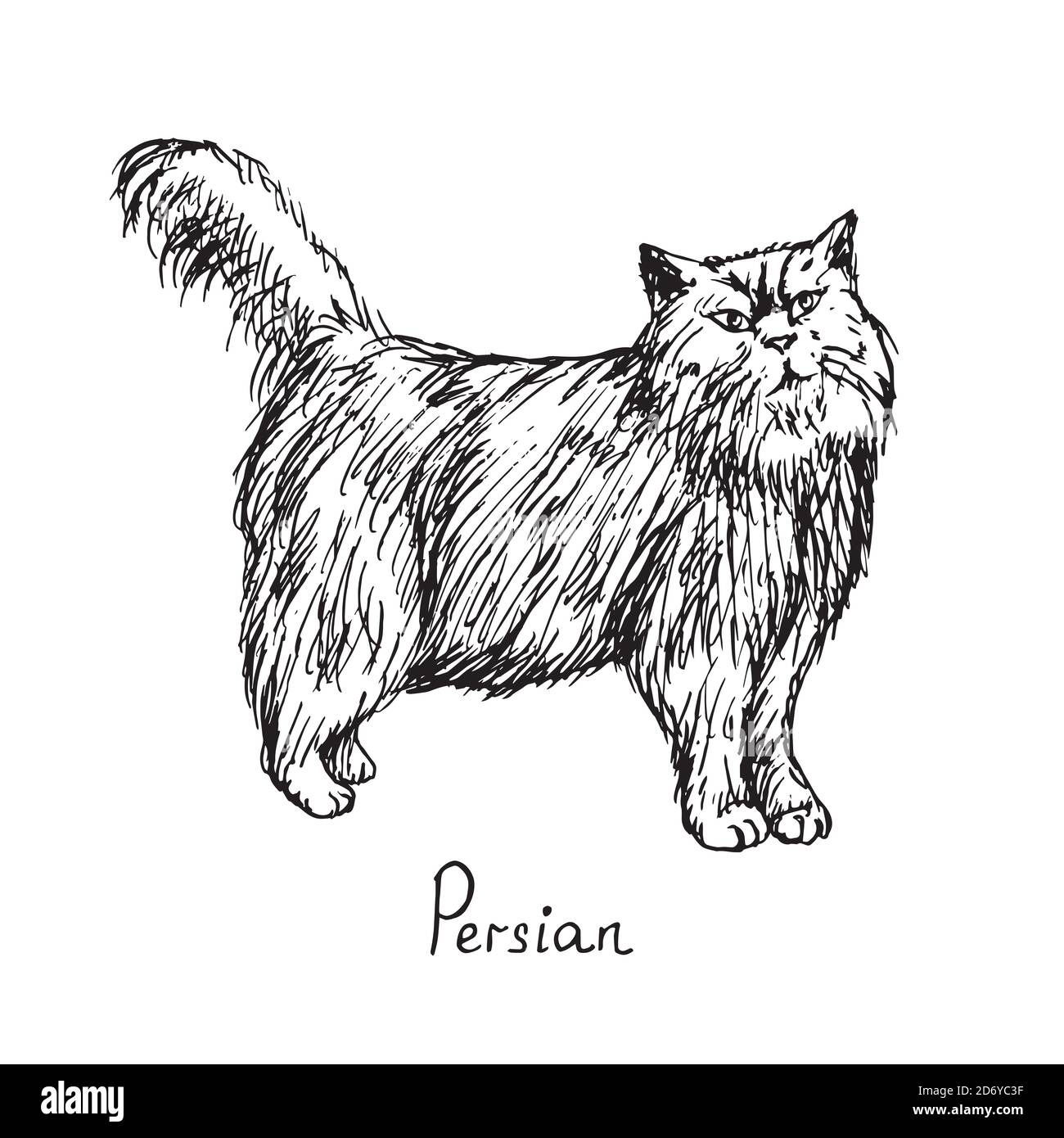 Persian Cat Drawing