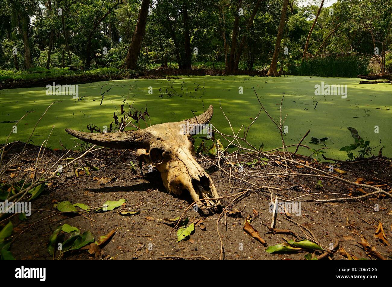 animal skull lying on the ground Stock Photo - Alamy