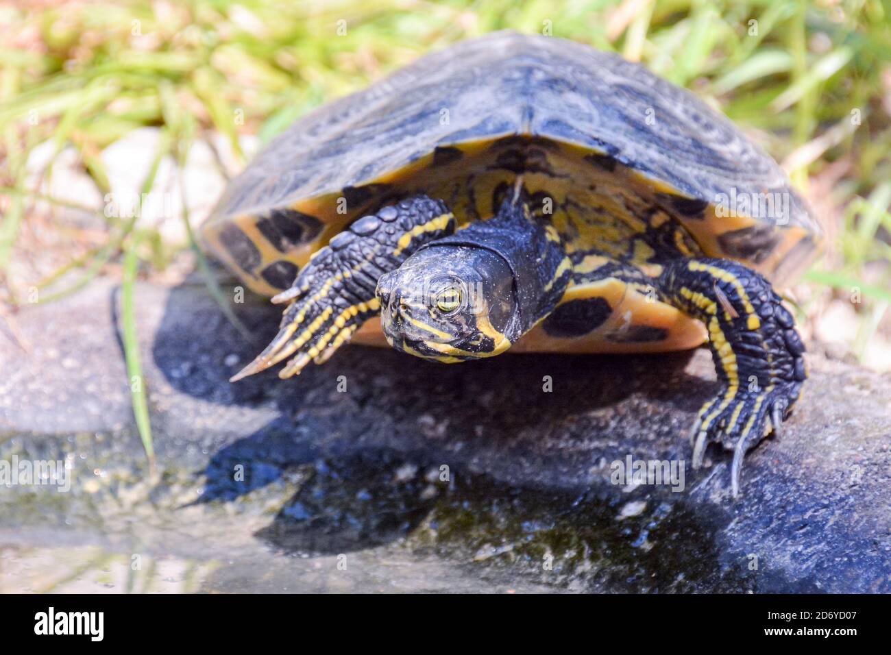 Trachemys Scripta Elegans Tortoise Stock Photo - Alamy