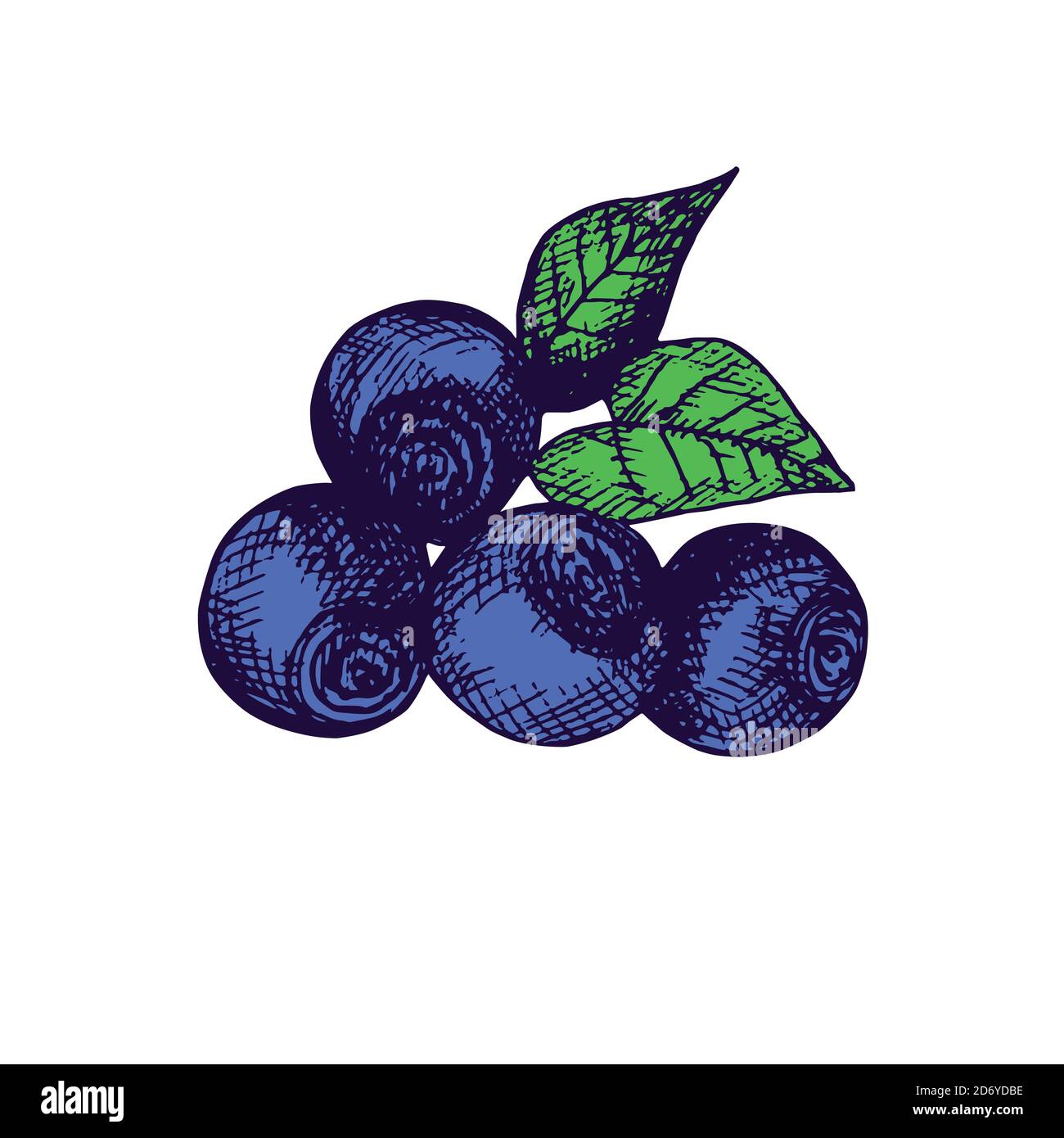 Blueberries with leaves, hand drawn doodle, sketch, color illustration ...