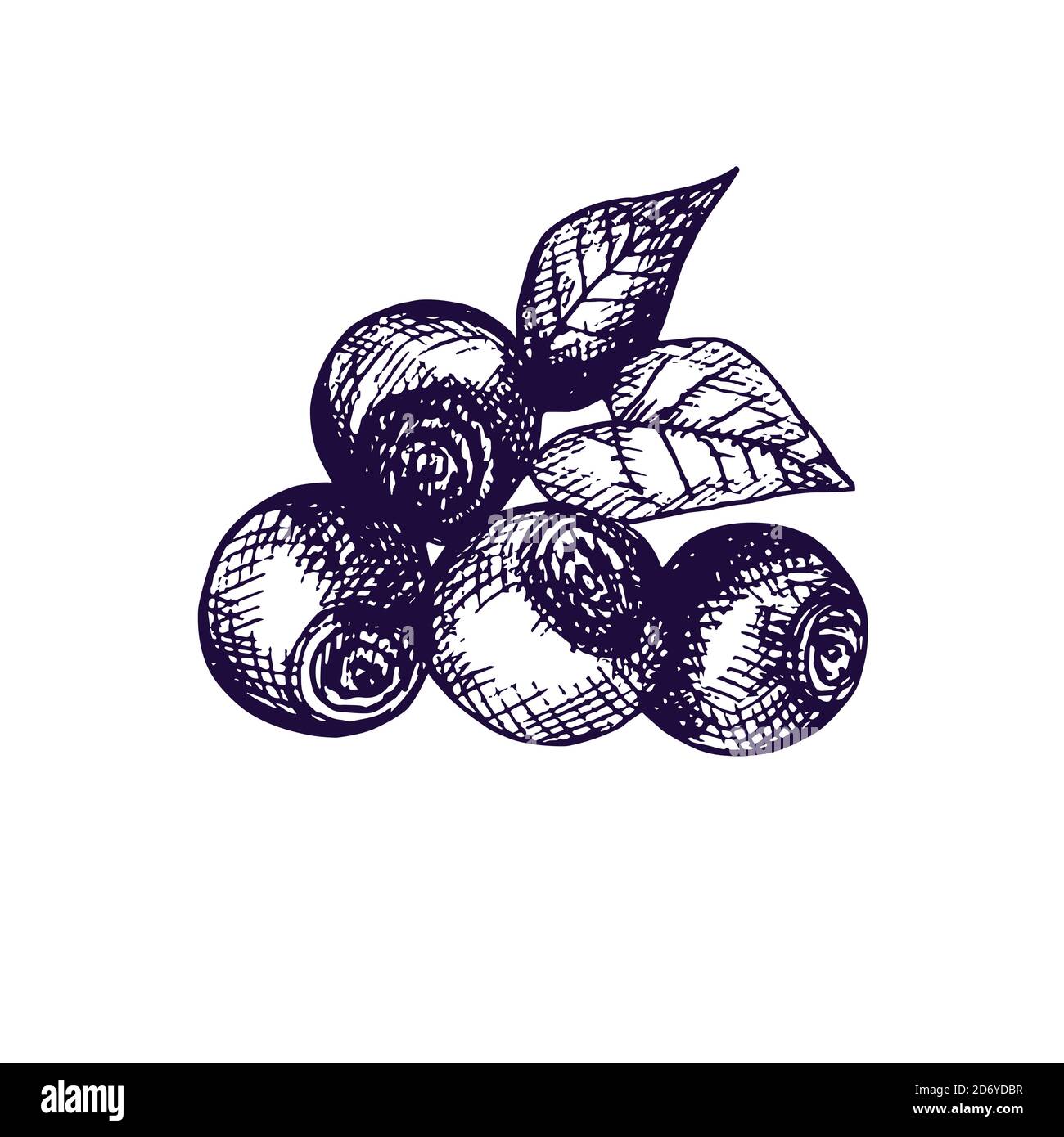 Blueberries with leaves, hand drawn doodle, sketch, outline black and ...