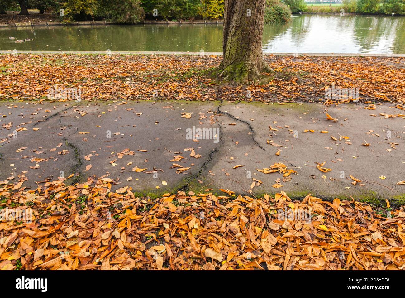 Tree roots covering ground hi-res stock photography and images - Alamy