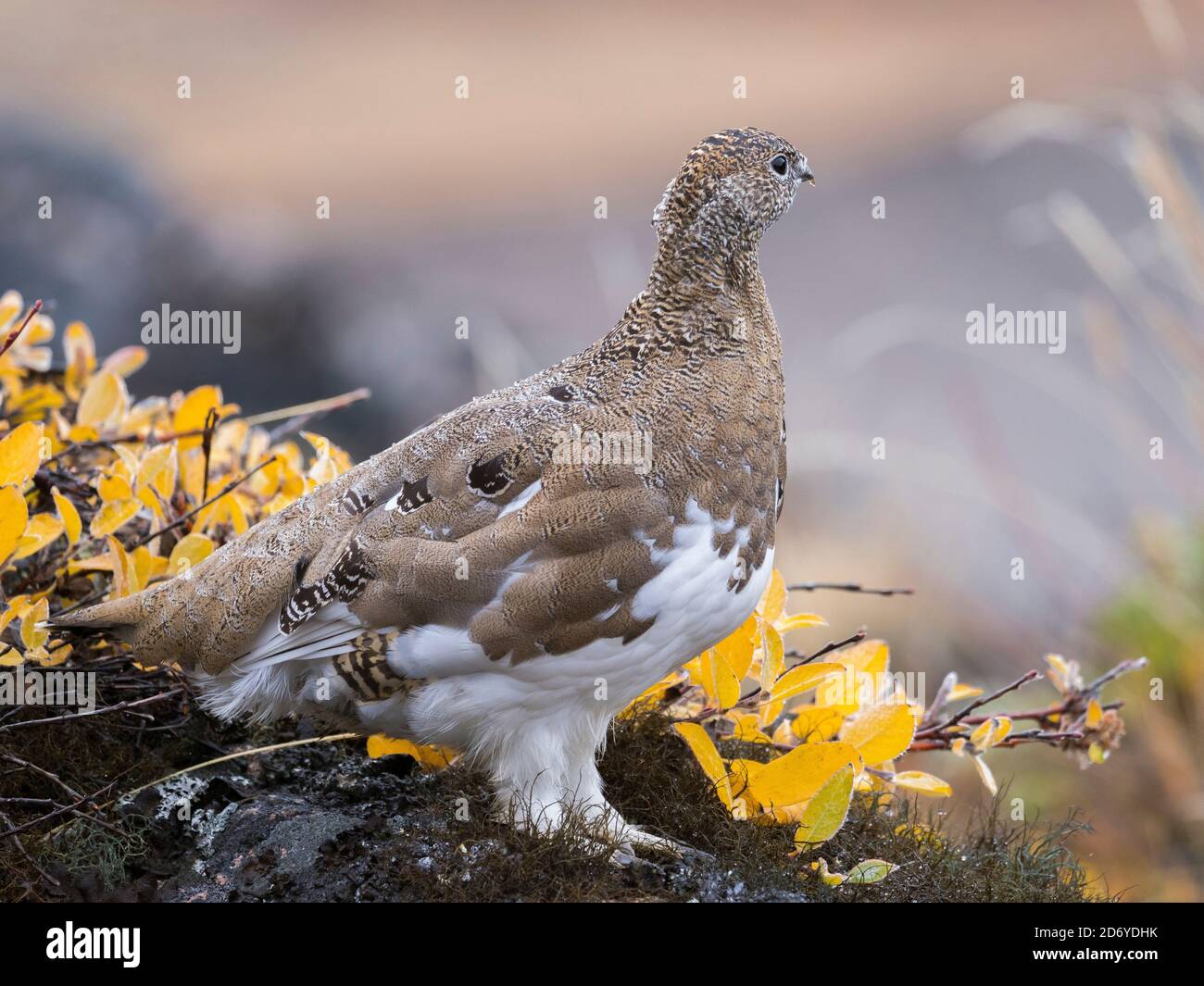 Tundra Rock Ptarmigan
