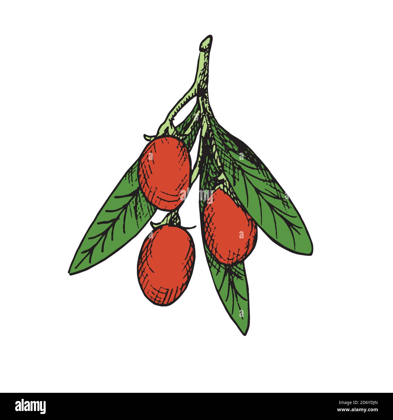 Goji, hand drawn doodle, sketch, color illustration Stock Photo - Alamy