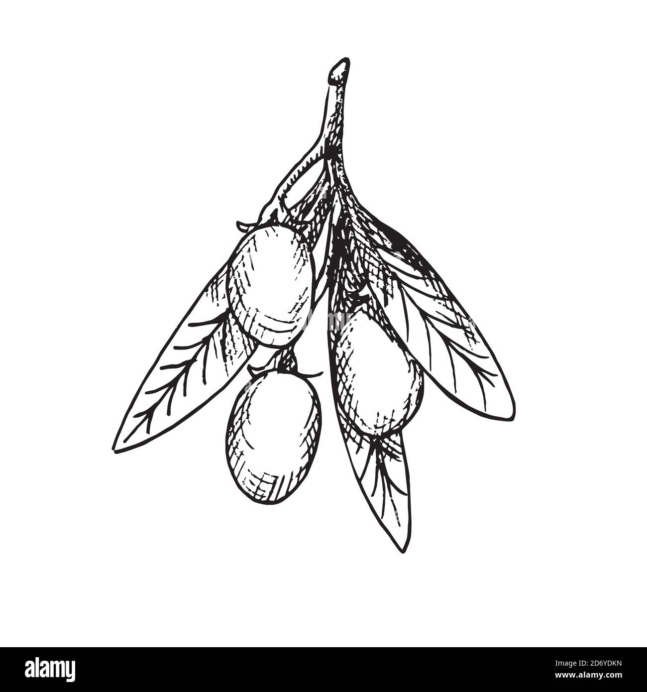Goji, hand drawn doodle, sketch, outline black and white illustration ...