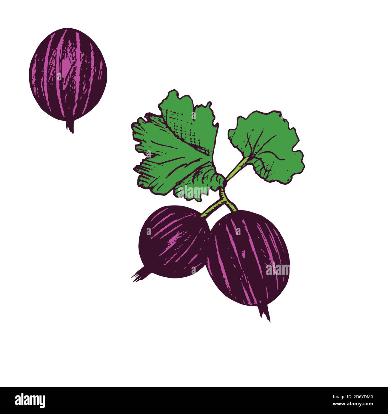 Gooseberries branch with leaves, hand drawn doodle, sketch, color ...