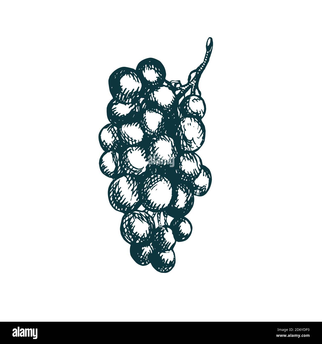 Bunch of grapes, hand drawn doodle, sketch, outline black and white ...