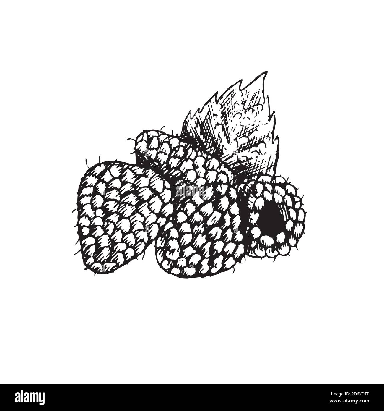 Raspberries and leaf, hand drawn doodle, sketch, outline black and ...