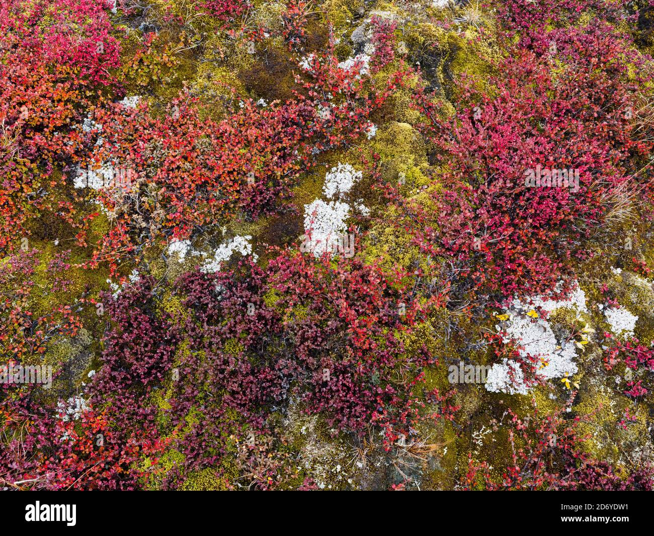 Tundra vegetation near glacier Eqip (Eqip Sermia) in western Greenland ...