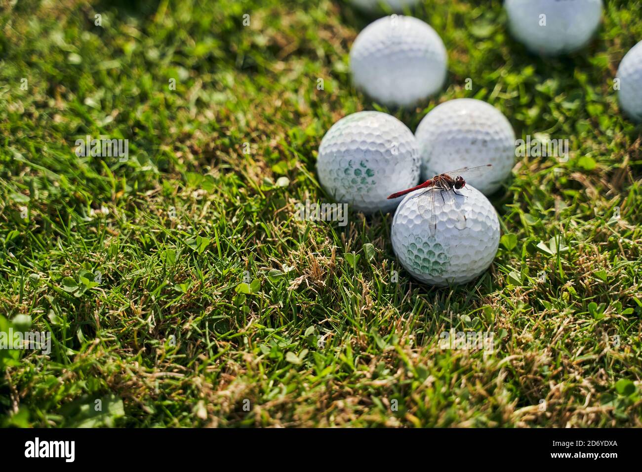 Small insect with transparent wings resting on a white ball Stock Photo ...