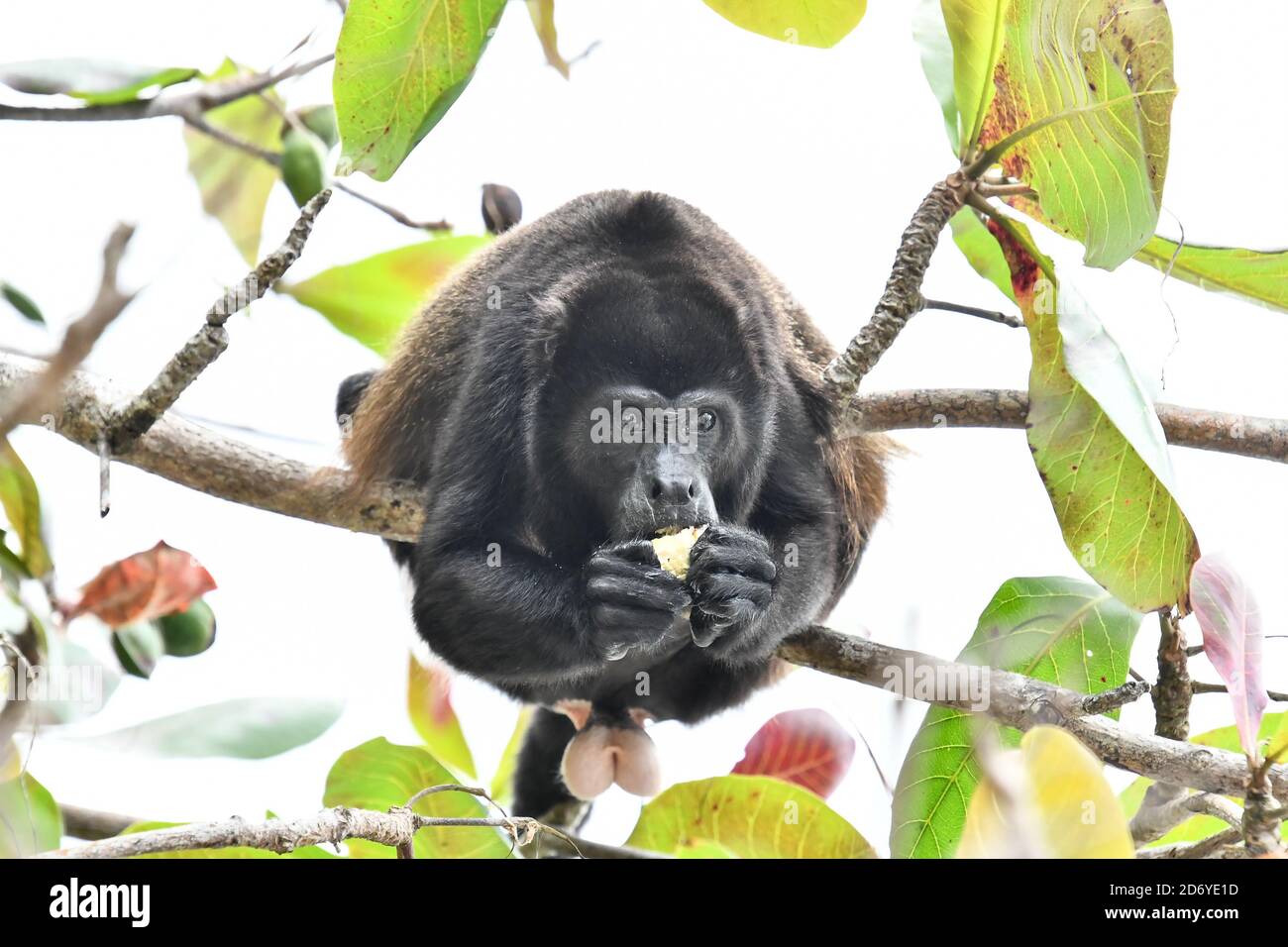 capuchin monkey primate , in Arenal Volcano area costa rica central ...