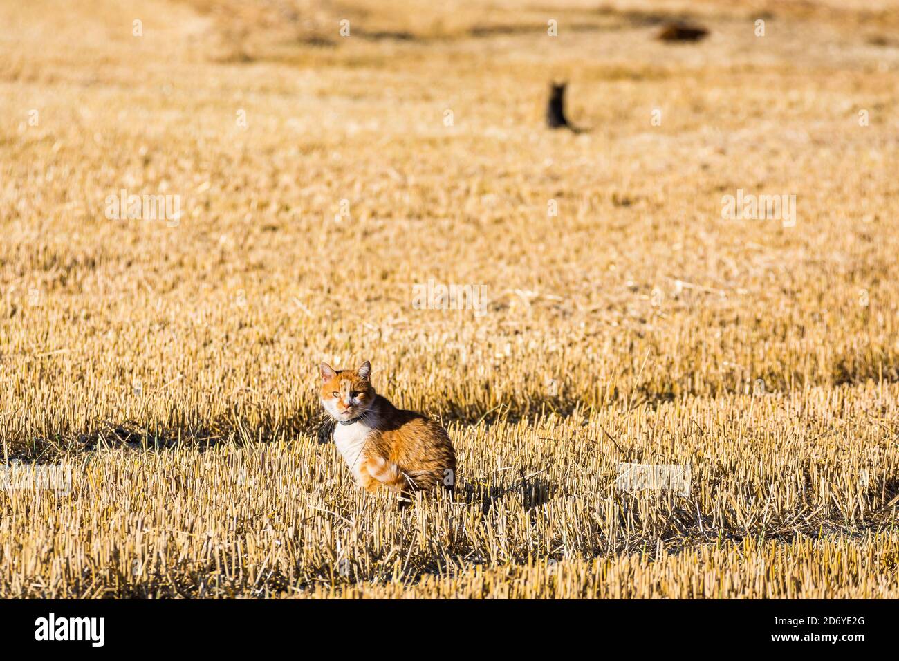 Two cats waiting in the field for the mouse after grain harvesting ...