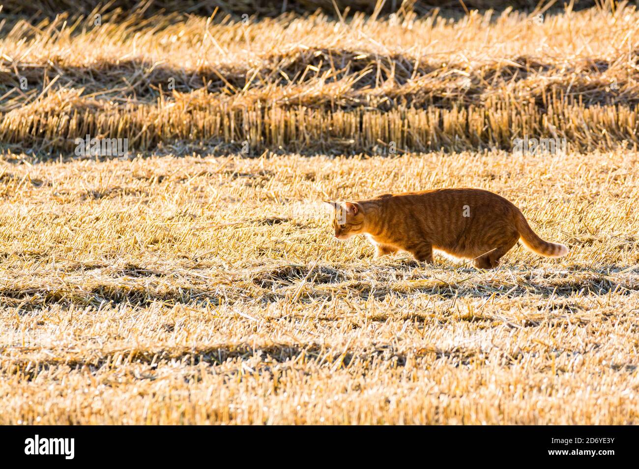 Cat waiting mouse hi-res stock photography and images - Alamy